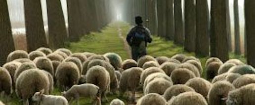 sheep-with-shepherd - pHoOnIeS Space