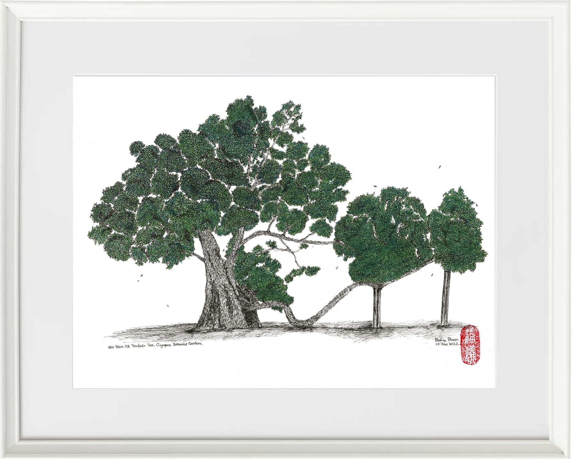 Tembusu Tree Singapore Botanic Gardens | Fasci Garden