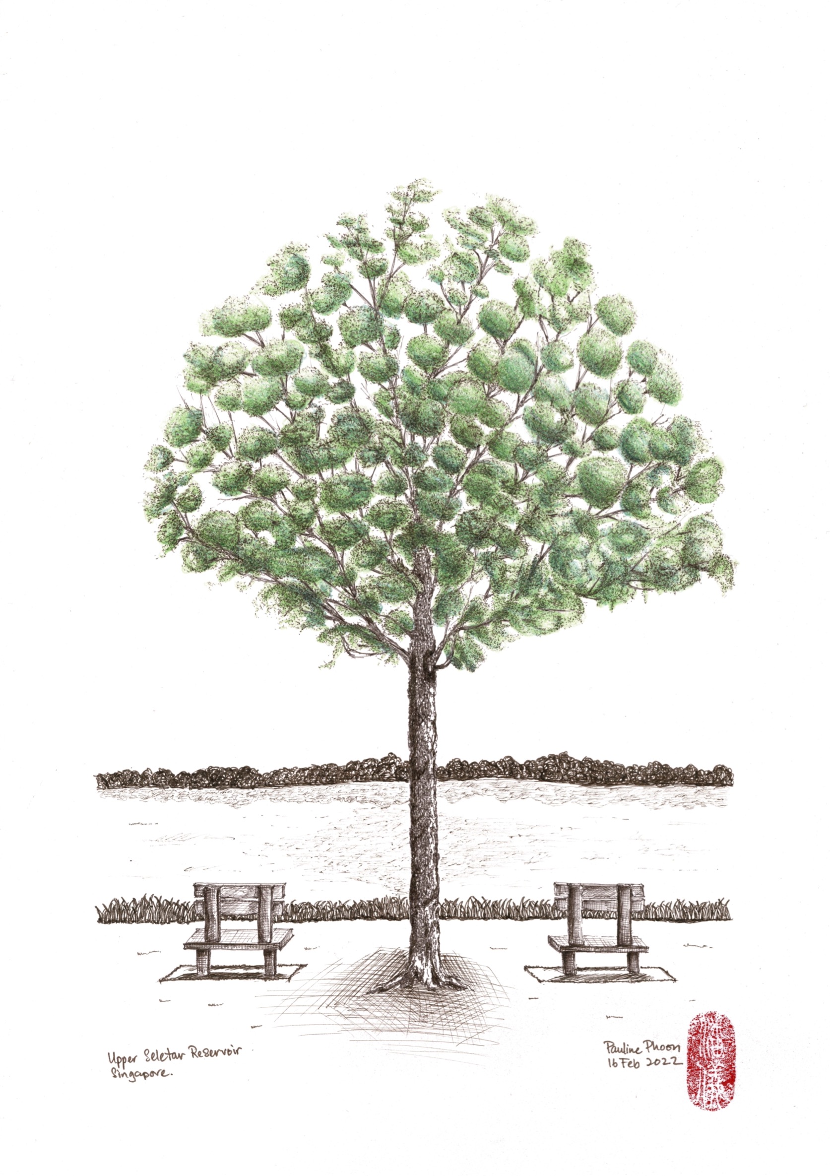 THE LONE CASUARINA TREE - pHoOnIeS Space